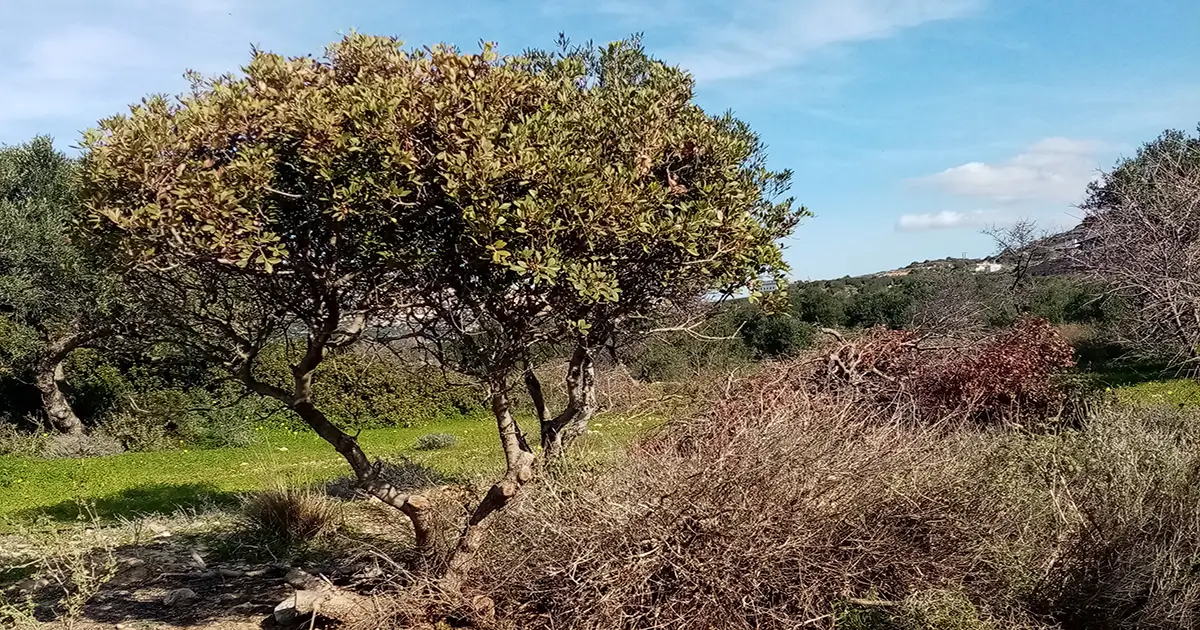 The mastic tree (Pistacia lentiscus) | AITRIA